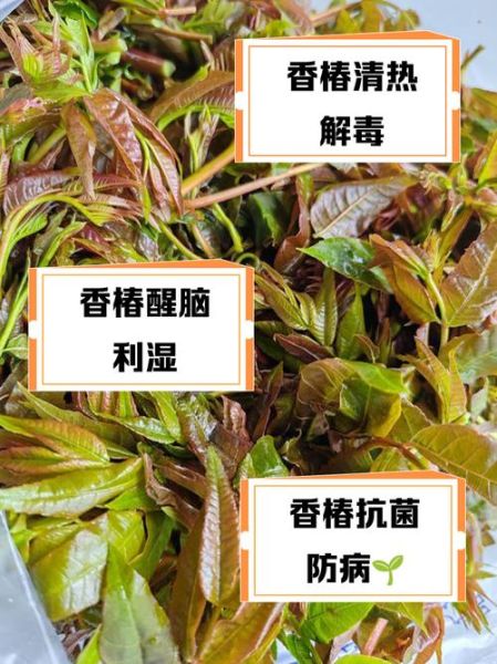 吃香椿有什么好处和坏处_香椿吃多了会上火吗-第2张图片-山城妙识 吃香椿有什么好处和坏处_香椿吃多了会上火吗-第2张图片-山城妙识