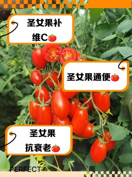 吃圣女果的好处和坏处_圣女果吃多了会上火吗-第2张图片-山城妙识