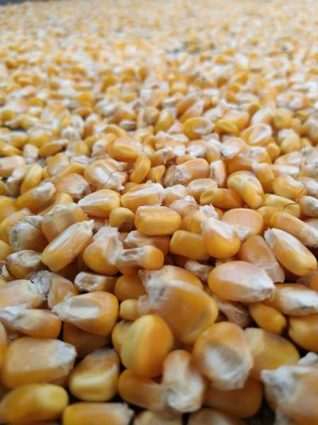 玉米视频网站在线观看怎么找_玉米视频网站在线观看安全吗-第3张图片-山城妙识