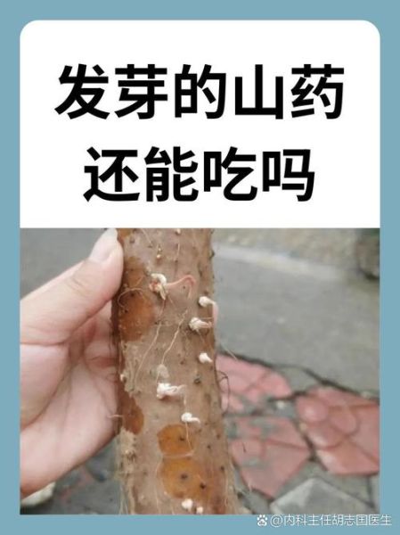 山药发芽了还能吃吗_山药发芽有毒吗-第1张图片-山城妙识