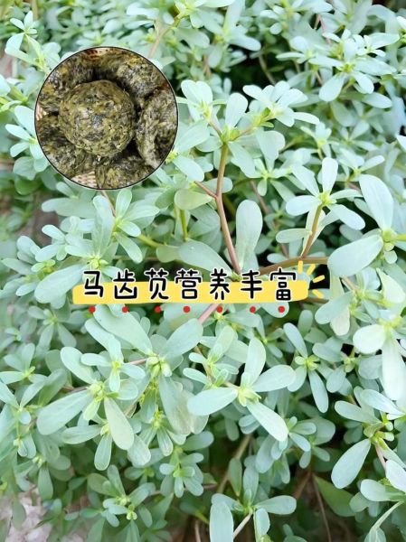 长期吃马齿苋对身体好吗_马齿苋副作用有哪些-第2张图片-山城妙识 长期吃马齿苋对身体好吗_马齿苋副作用有哪些-第2张图片-山城妙识