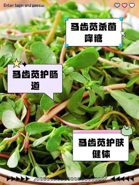 长期吃马齿苋对身体好吗_马齿苋副作用有哪些-第3张图片-山城妙识 长期吃马齿苋对身体好吗_马齿苋副作用有哪些-第3张图片-山城妙识