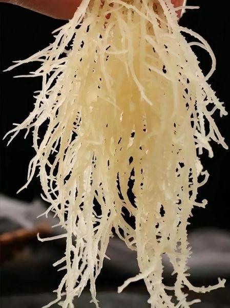 海菜龙须菜怎么做好吃_龙须菜凉拌还是热炒-第2张图片-山城妙识 海菜龙须菜怎么做好吃_龙须菜凉拌还是热炒-第2张图片-山城妙识