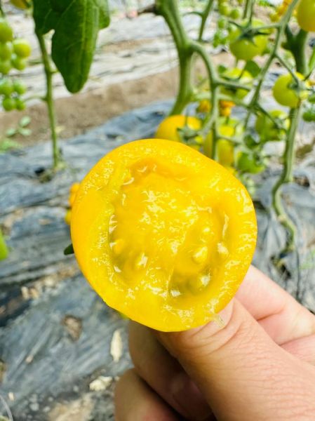 小柿子叫什么名字_小柿子品种大全-第2张图片-山城妙识 小柿子叫什么名字_小柿子品种大全-第2张图片-山城妙识