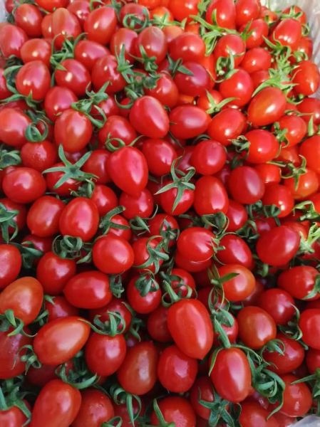 小柿子叫什么名字_小柿子品种大全-第1张图片-山城妙识 小柿子叫什么名字_小柿子品种大全-第1张图片-山城妙识