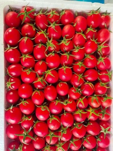 小柿子叫什么名字_小柿子品种大全-第3张图片-山城妙识 小柿子叫什么名字_小柿子品种大全-第3张图片-山城妙识