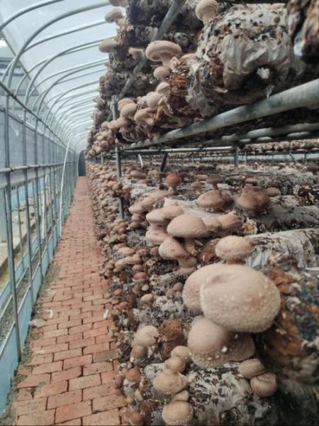 香菇种植大棚造价多少钱_香菇大棚怎么搭建-第2张图片-山城妙识 香菇种植大棚造价多少钱_香菇大棚怎么搭建-第2张图片-山城妙识