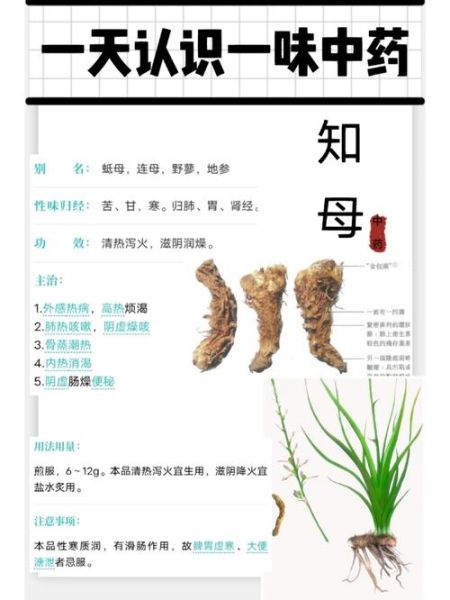 知母的功效与作用_知母适合哪些人吃-第3张图片-山城妙识