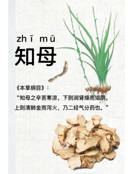 知母的功效与作用_知母适合哪些人吃-第1张图片-山城妙识