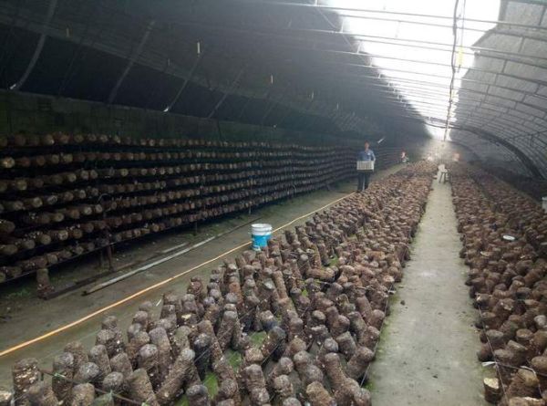 香菇种植大棚造价多少钱_香菇大棚怎么搭建-第3张图片-山城妙识 香菇种植大棚造价多少钱_香菇大棚怎么搭建-第3张图片-山城妙识