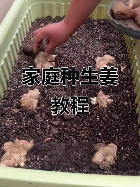 生姜怎么种_生姜种植技术与管理-第1张图片-山城妙识 生姜怎么种_生姜种植技术与管理-第1张图片-山城妙识