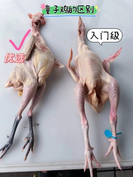 童子鸡多少钱一只_新鲜童子鸡价格-第1张图片-山城妙识