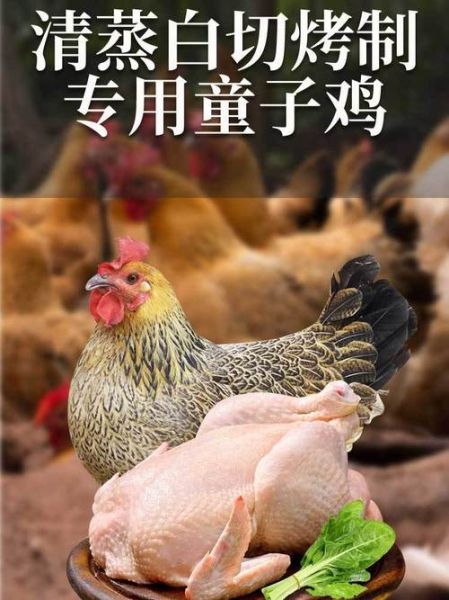 童子鸡多少钱一只_新鲜童子鸡价格-第2张图片-山城妙识