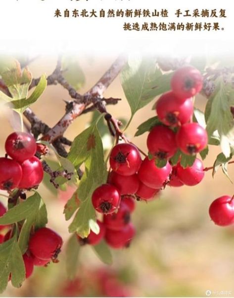 山楂酒多少钱一瓶_山楂酒价格区间-第1张图片-山城妙识 山楂酒多少钱一瓶_山楂酒价格区间-第1张图片-山城妙识
