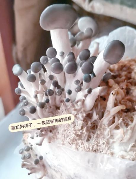 平菇栽培技术完整版_平菇技术-第1张图片-山城妙识