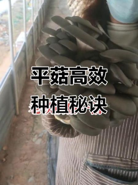 平菇栽培技术完整版_平菇技术-第3张图片-山城妙识