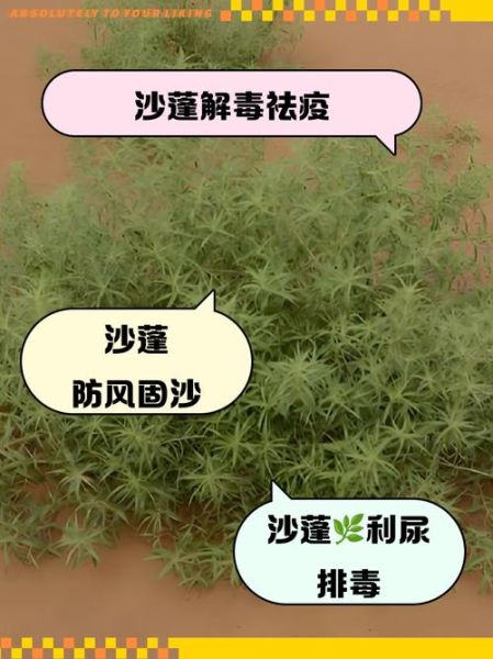 沙蓬草的功效与作用_沙蓬草怎么吃-第1张图片-山城妙识