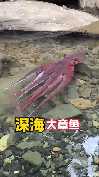 章鱼视频深海_章鱼如何在深海生存-第3张图片-山城妙识 章鱼视频深海_章鱼如何在深海生存-第3张图片-山城妙识