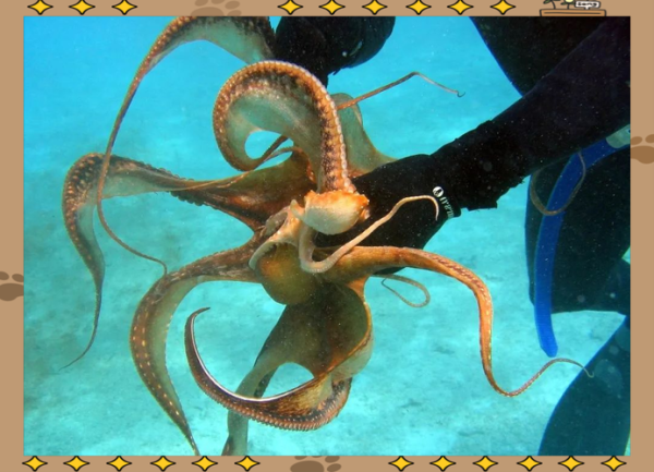 章鱼视频深海_章鱼如何在深海生存-第2张图片-山城妙识 章鱼视频深海_章鱼如何在深海生存-第2张图片-山城妙识