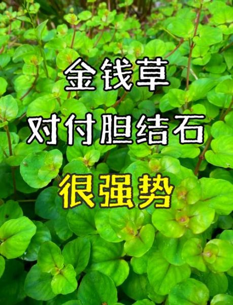 肾结石最怕的一味中药_金钱草真的能化石吗-第1张图片-山城妙识 肾结石最怕的一味中药_金钱草真的能化石吗-第1张图片-山城妙识