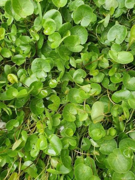 肾结石最怕的一味中药_金钱草真的能化石吗-第2张图片-山城妙识 肾结石最怕的一味中药_金钱草真的能化石吗-第2张图片-山城妙识