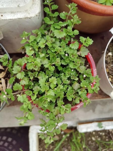 肾结石最怕的一味中药_金钱草真的能化石吗-第3张图片-山城妙识 肾结石最怕的一味中药_金钱草真的能化石吗-第3张图片-山城妙识