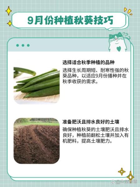 秋葵什么时候播种最合适_秋葵种植方法和时间-第1张图片-山城妙识 秋葵什么时候播种最合适_秋葵种植方法和时间-第1张图片-山城妙识