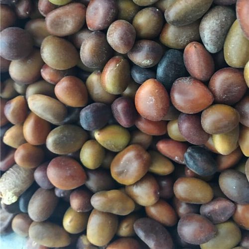 皂角米怎么泡发_皂角米价格多少钱一斤-第1张图片-山城妙识 皂角米怎么泡发_皂角米价格多少钱一斤-第1张图片-山城妙识