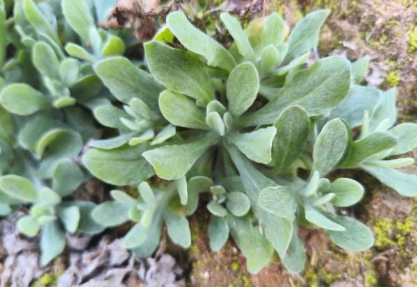 清明菜长什么样_清明菜高清图片怎么拍-第1张图片-山城妙识