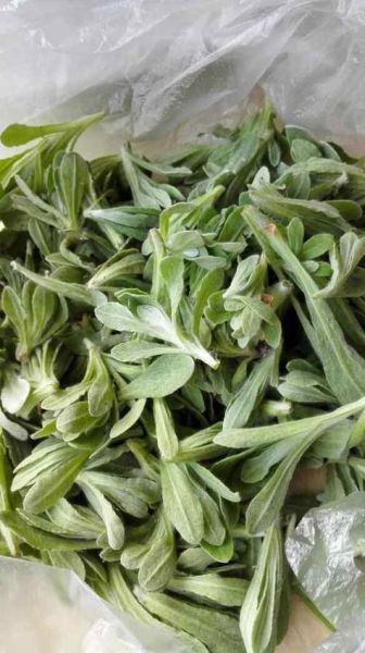 清明菜长什么样_清明菜高清图片怎么拍-第3张图片-山城妙识