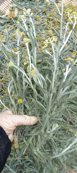 清明菜长什么样_清明菜高清图片怎么拍-第2张图片-山城妙识