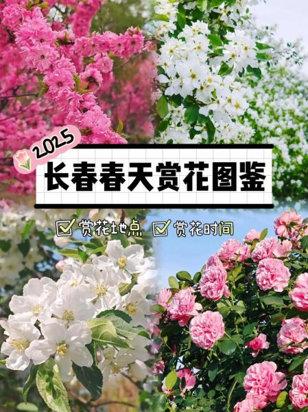 春天开的花有哪些图片_春季赏花攻略-第1张图片-山城妙识
