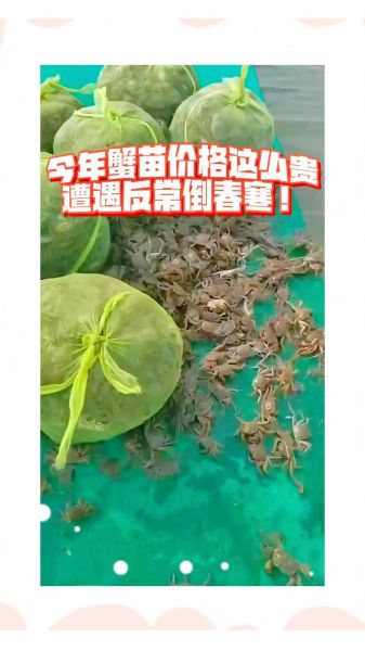 淡水螃蟹养殖技术_如何提高成活率-第2张图片-山城妙识