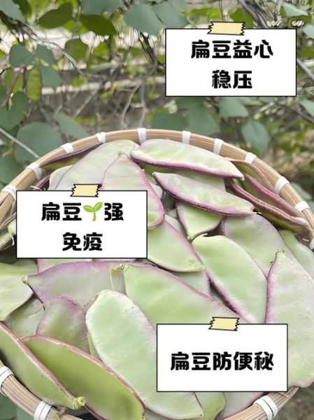 新鲜扁豆的功效与作用_新鲜扁豆怎么吃最营养-第1张图片-山城妙识 新鲜扁豆的功效与作用_新鲜扁豆怎么吃最营养-第1张图片-山城妙识