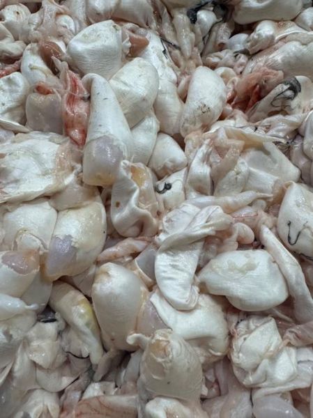 鱼鳔图片_鱼鳔长什么样-第1张图片-山城妙识 鱼鳔图片_鱼鳔长什么样-第1张图片-山城妙识