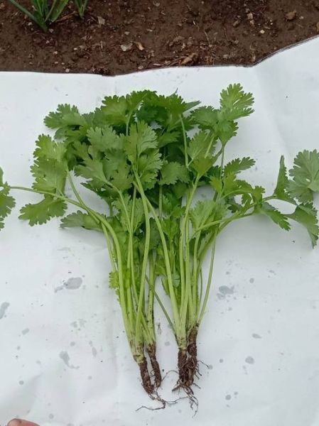 香菜图片大全大图_香菜高清大图怎么拍-第2张图片-山城妙识