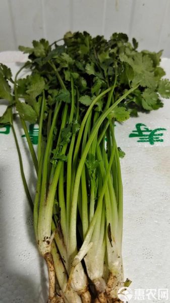 香菜图片大全大图_香菜高清大图怎么拍-第3张图片-山城妙识