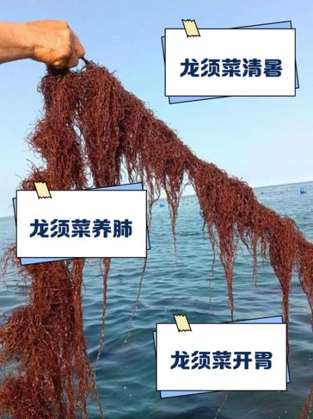 海龙须菜有什么功效_海龙须菜怎么吃最好-第1张图片-山城妙识 海龙须菜有什么功效_海龙须菜怎么吃最好-第1张图片-山城妙识