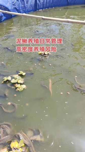 泥鳅养殖需要什么条件_泥鳅养殖方法步骤-第1张图片-山城妙识