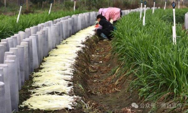 韭黄怎么种_韭黄种植方法-第1张图片-山城妙识