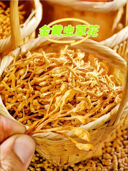 虫草花有什么功效_虫草花怎么吃最好-第2张图片-山城妙识