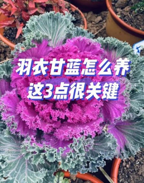 羽衣甘蓝怎么种_羽衣甘蓝种植方法-第2张图片-山城妙识