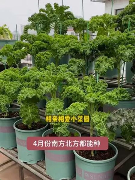 羽衣甘蓝怎么种_羽衣甘蓝种植方法-第3张图片-山城妙识