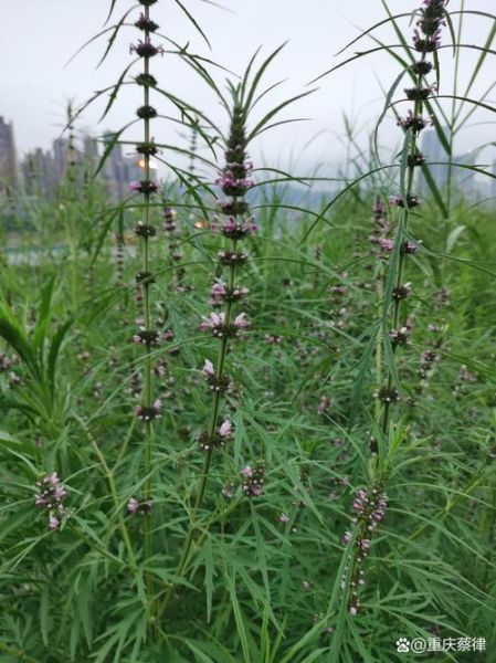 什么草药治妇科炎症_3种草药治妇科病真的有用吗-第3张图片-山城妙识 什么草药治妇科炎症_3种草药治妇科病真的有用吗-第3张图片-山城妙识