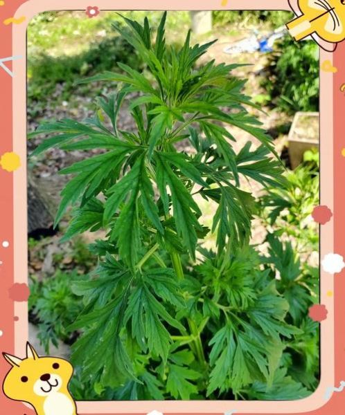 什么草药治妇科炎症_3种草药治妇科病真的有用吗-第2张图片-山城妙识 什么草药治妇科炎症_3种草药治妇科病真的有用吗-第2张图片-山城妙识