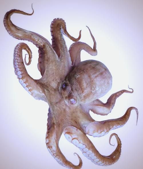章鱼有几条腿_章鱼有几条触手-第2张图片-山城妙识