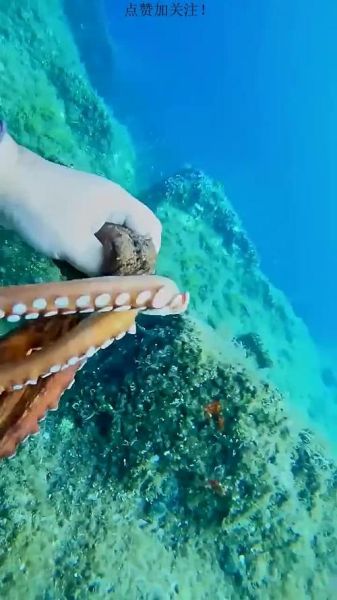 章鱼有几条腿_章鱼有几条触手-第3张图片-山城妙识