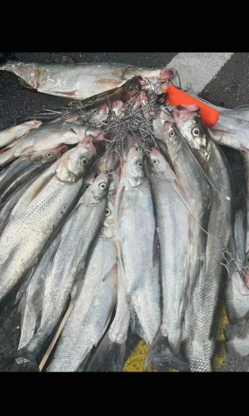 白鱼是什么鱼_白鱼多少钱一斤-第2张图片-山城妙识