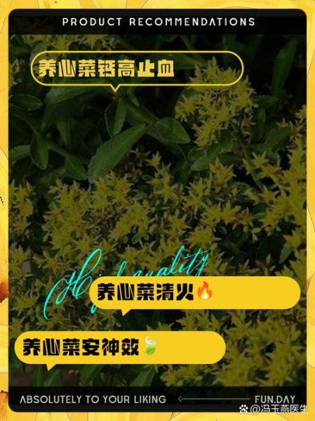 养心菜的功效与作用_养心菜怎么做好吃-第2张图片-山城妙识
