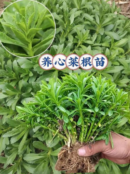 养心菜的功效与作用_养心菜怎么做好吃-第3张图片-山城妙识